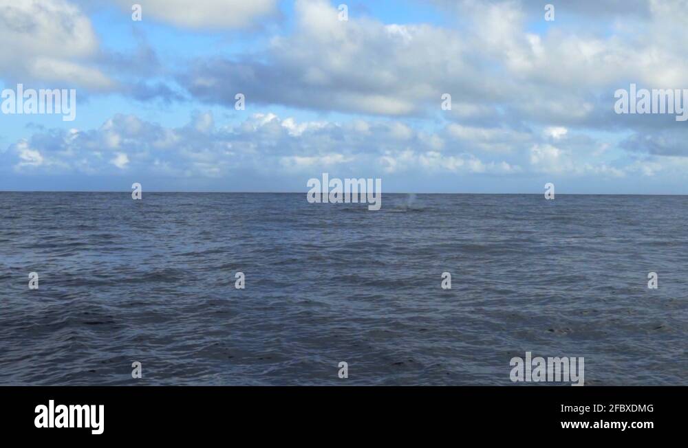 Shark fins in water Stock Videos & Footage - HD and 4K Video Clips - Alamy