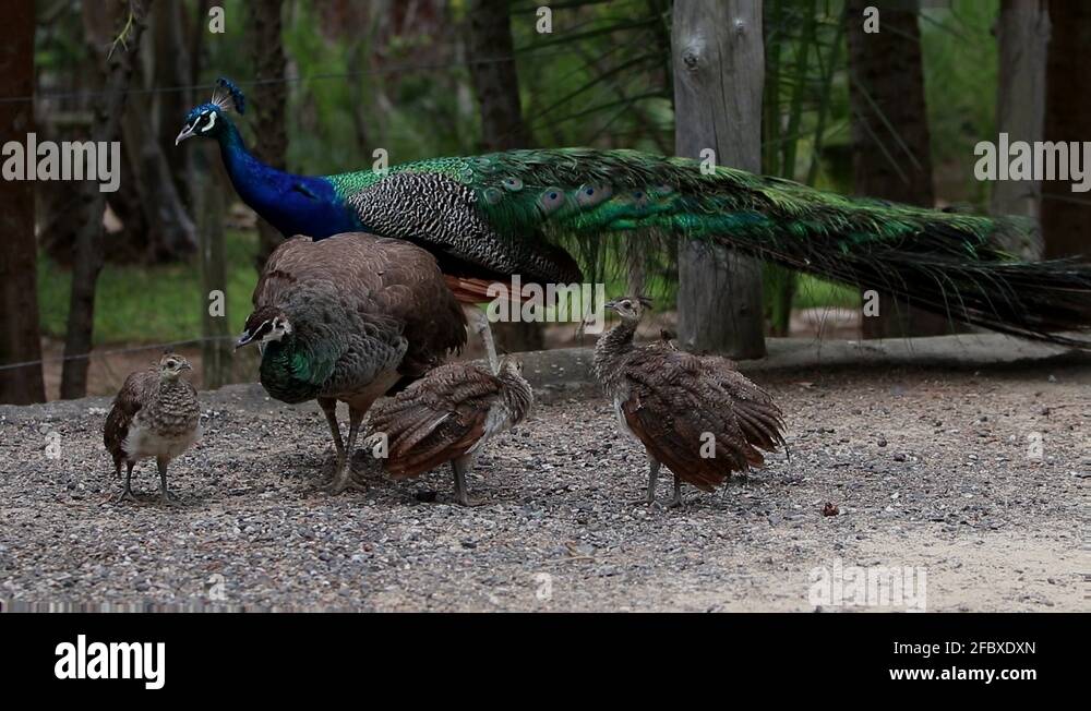 Peacock family Stock Videos & Footage - HD and 4K Video Clips - Alamy