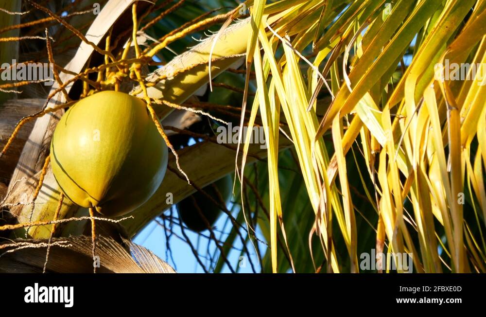 Caribbean coconut tree Stock Videos & Footage - HD and 4K Video Clips ...