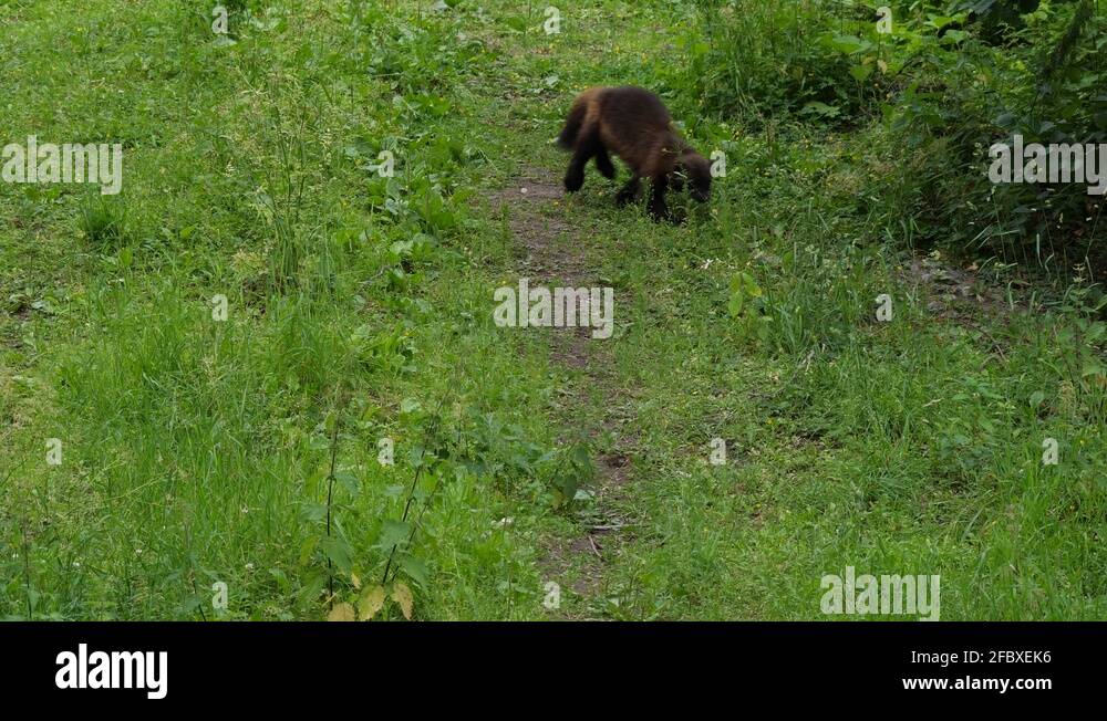 Gulo gulo Stock Videos & Footage - HD and 4K Video Clips - Alamy