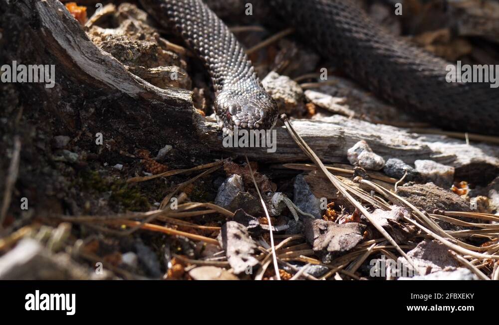 Viperidae Stock Videos & Footage - HD and 4K Video Clips - Alamy