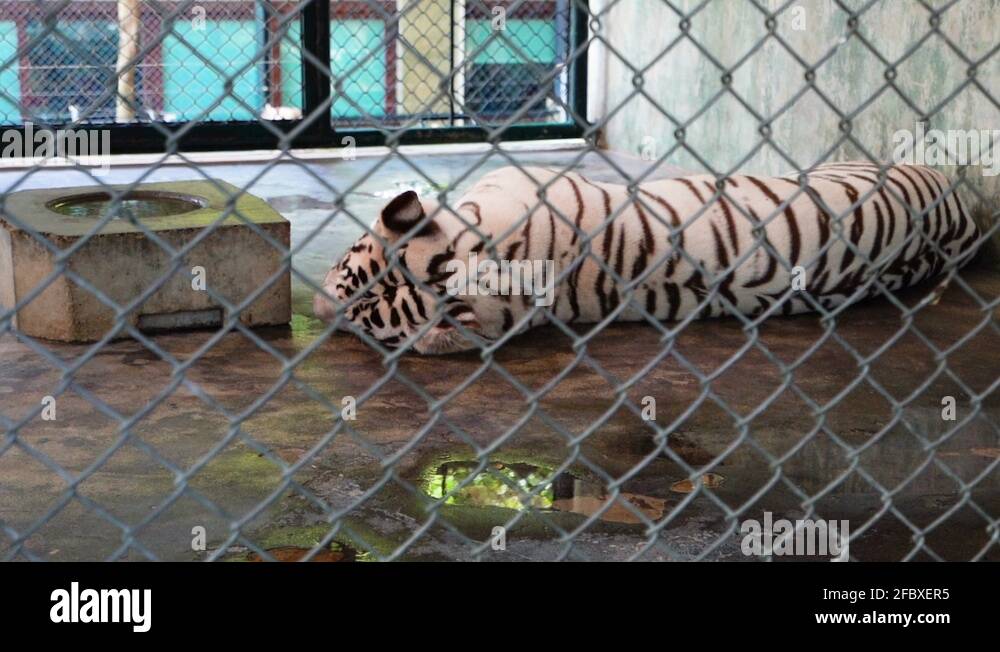 Caged tiger thailand Stock Videos & Footage - HD and 4K Video Clips - Alamy