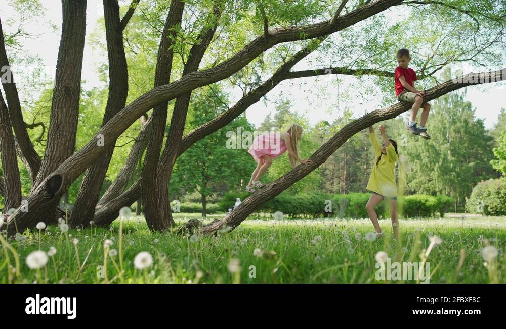 Kids playing on tree in park Stock Video Footage - Alamy