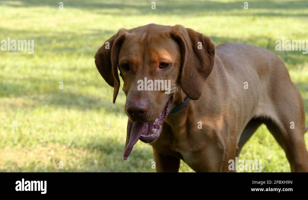 Pointer retriever Stock Videos & Footage - HD and 4K Video Clips - Alamy