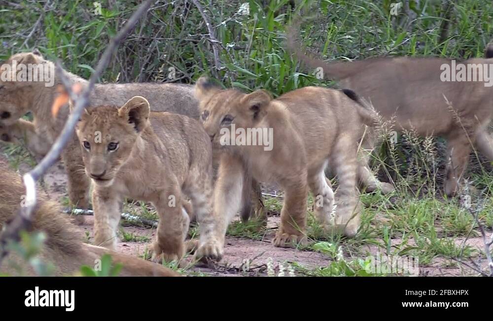 Africa african lion tail cat feline Stock Videos & Footage - HD and 4K ...