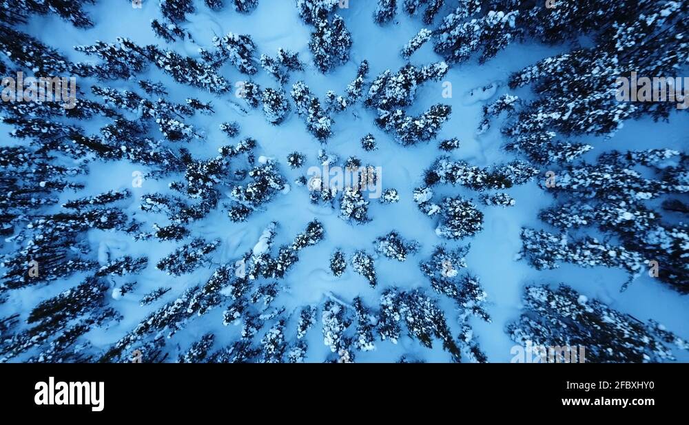 Pointy trees Stock Videos & Footage - HD and 4K Video Clips - Alamy