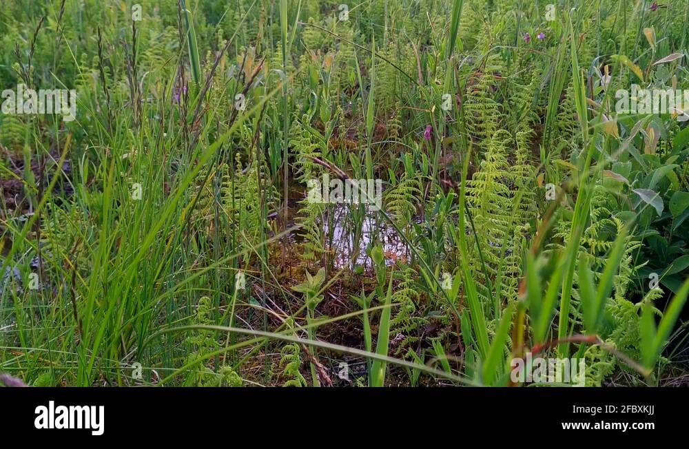 Boggy mud Stock Videos & Footage - HD and 4K Video Clips - Alamy