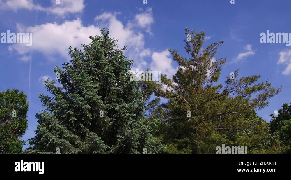 Tree crowns of pine and spruce trees with cloudy blue sky Stock Video ...