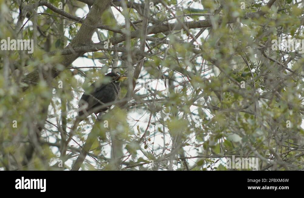Deciduous tree bird Stock Videos & Footage - HD and 4K Video Clips - Alamy