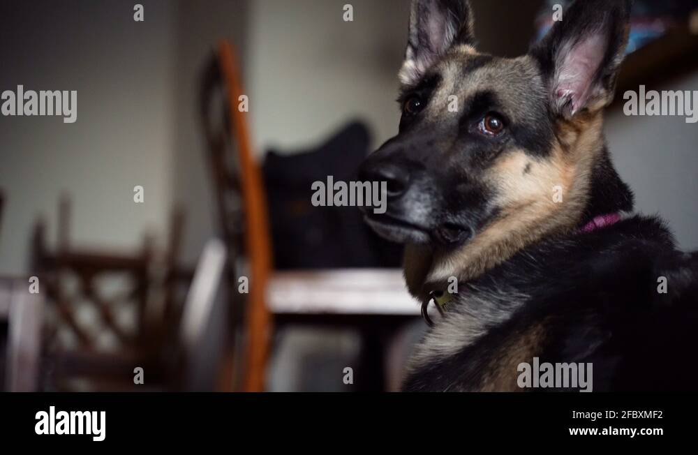 Inside guard Stock Videos & Footage - HD and 4K Video Clips - Alamy