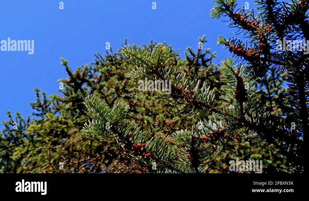 Layered tree branches Stock Videos & Footage - HD and 4K Video Clips ...