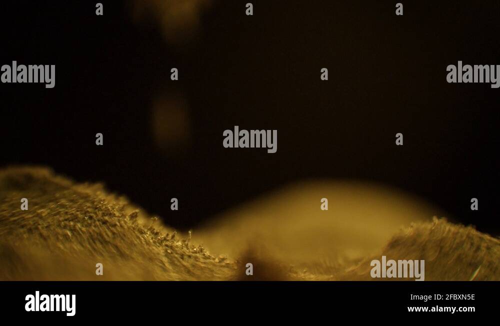 Gravity defying Stock Videos & Footage - HD and 4K Video Clips - Alamy