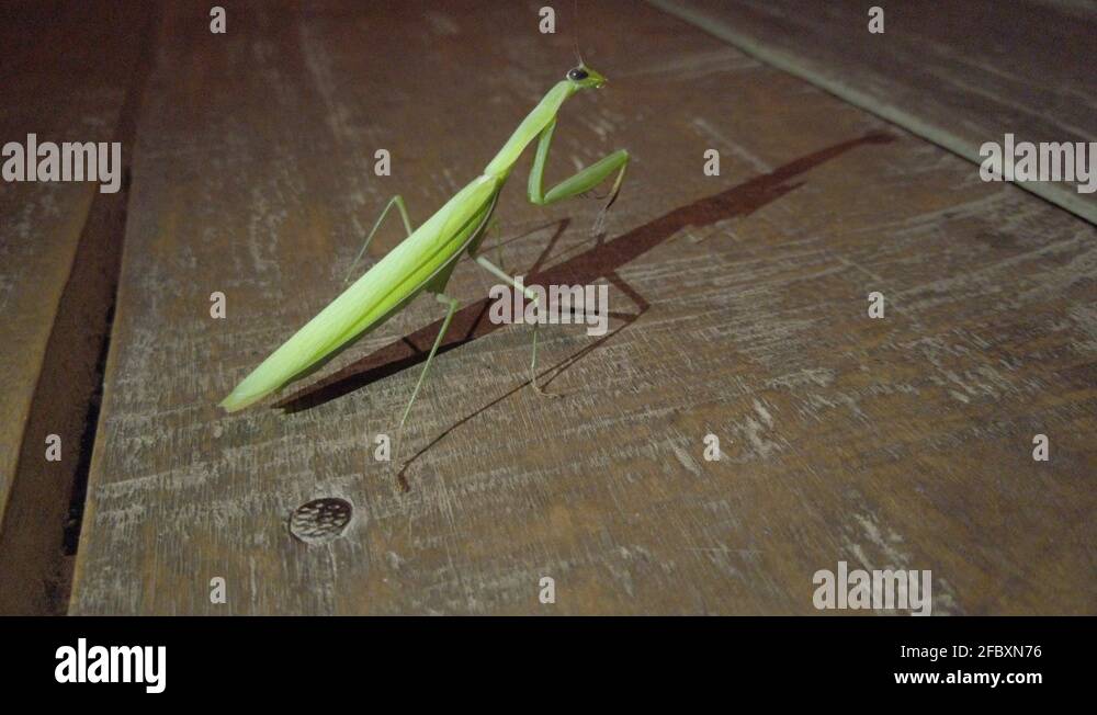Mantids insects Stock Videos & Footage - HD and 4K Video Clips - Alamy