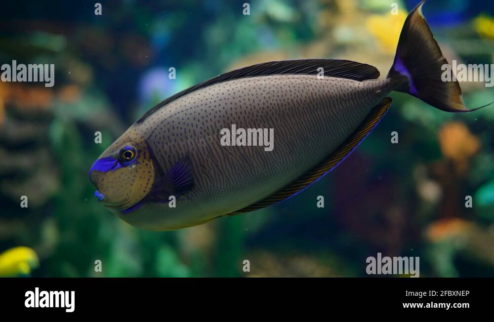 Tropical fish closeup. brown fish with blue stripes on the tail and ...