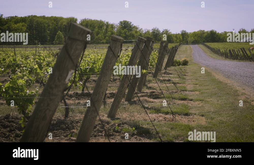 Rows of vineyard Stock Videos & Footage - HD and 4K Video Clips - Alamy