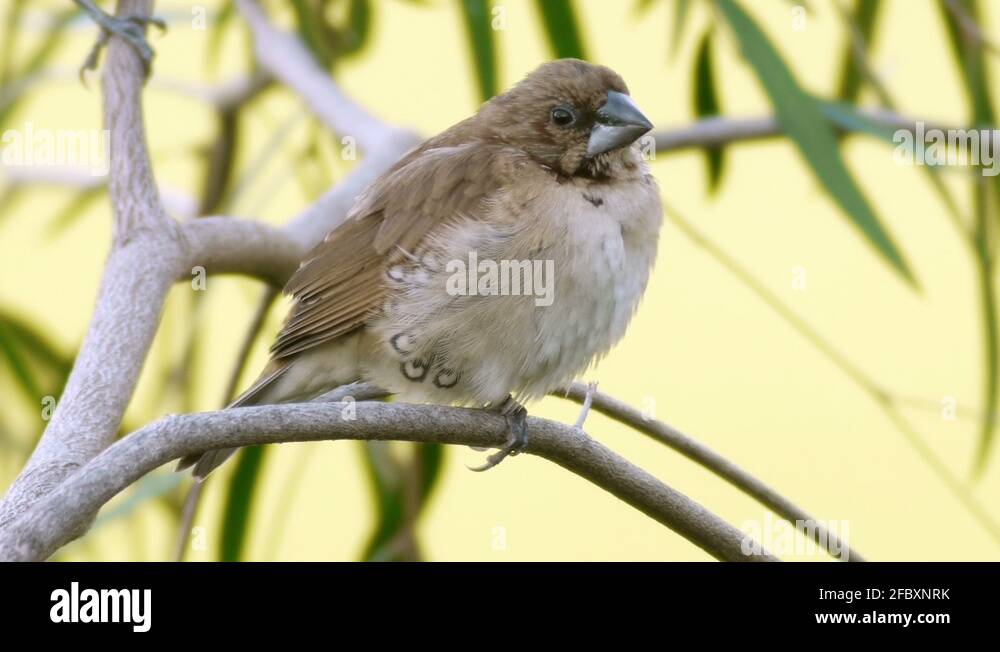 Nutmeg mannikin finch Stock Videos & Footage - HD and 4K Video Clips ...