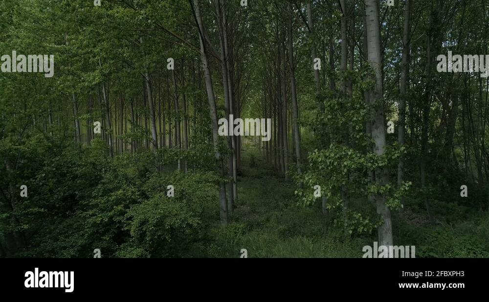 Tree corridor Stock Videos & Footage - HD and 4K Video Clips - Alamy