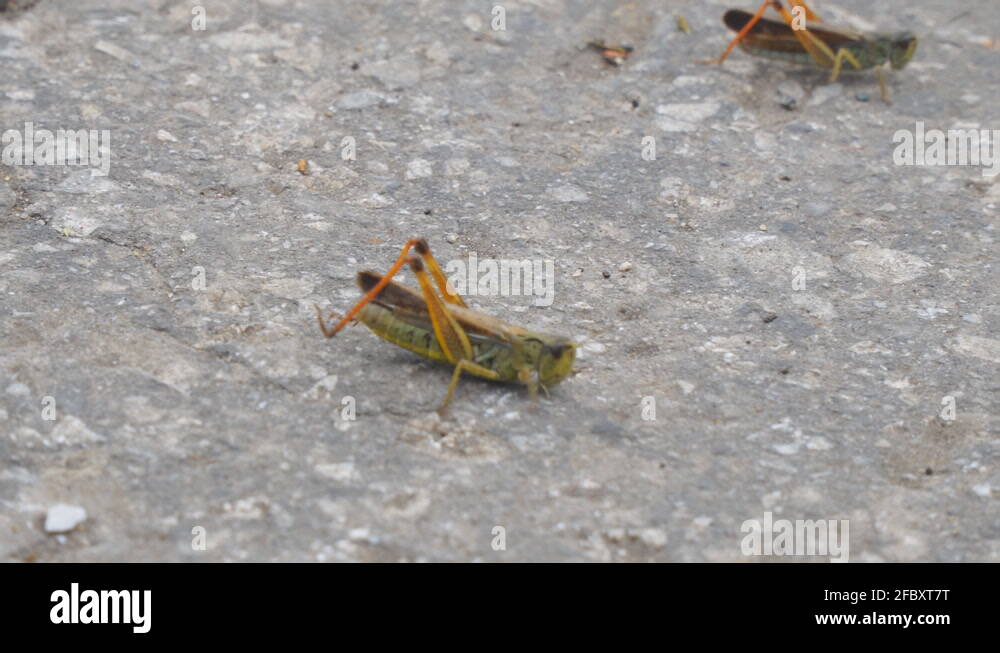 Crawling locust Stock Videos & Footage - HD and 4K Video Clips - Alamy