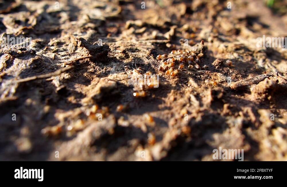 Isoptera building Stock Videos & Footage - HD and 4K Video Clips - Alamy