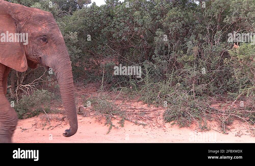 Tuskless elephant Stock Videos & Footage - HD and 4K Video Clips - Alamy