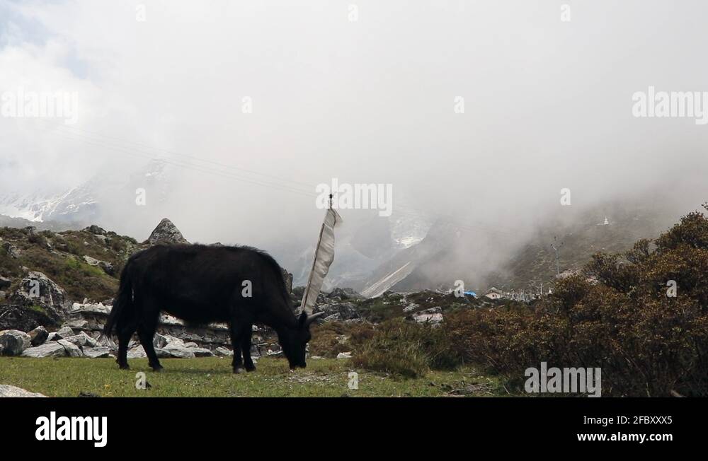 Side profile of yak out grazing before it's next milking to make cheese ...