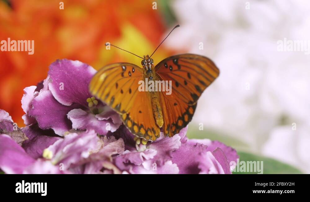 Sequence butterfly Stock Videos & Footage - HD and 4K Video Clips - Alamy