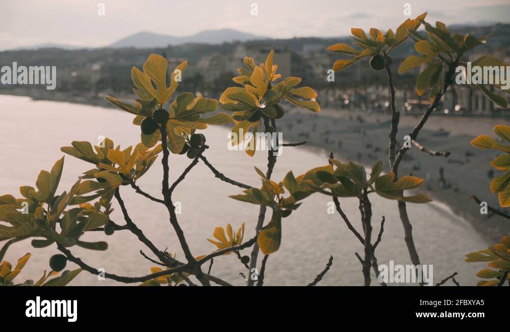Beech tree family Stock Videos & Footage - HD and 4K Video Clips - Alamy