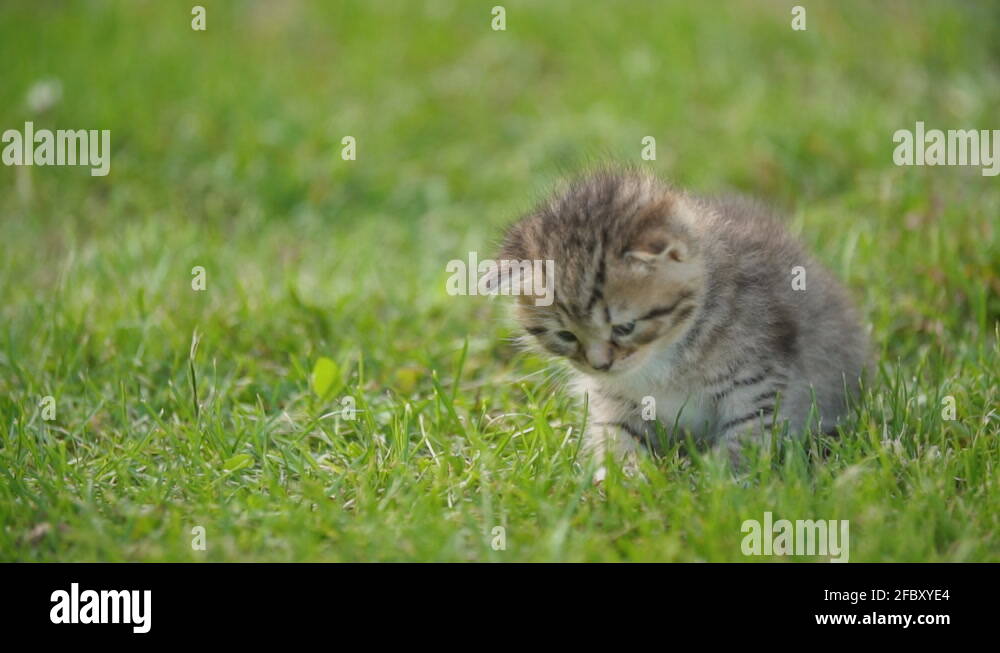 Kitty grass Stock Videos & Footage - HD and 4K Video Clips - Alamy