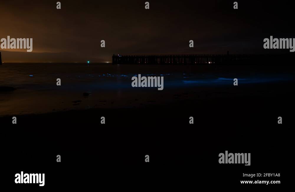 Noctiluca scintillans Stock Videos & Footage - HD and 4K Video Clips ...