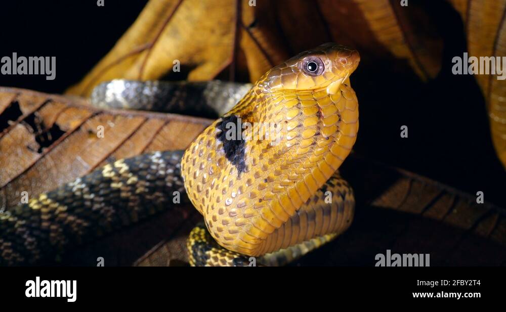 Yellow-bellied Puffing Snake (Spilotes sulphureus Stock Video Footage ...