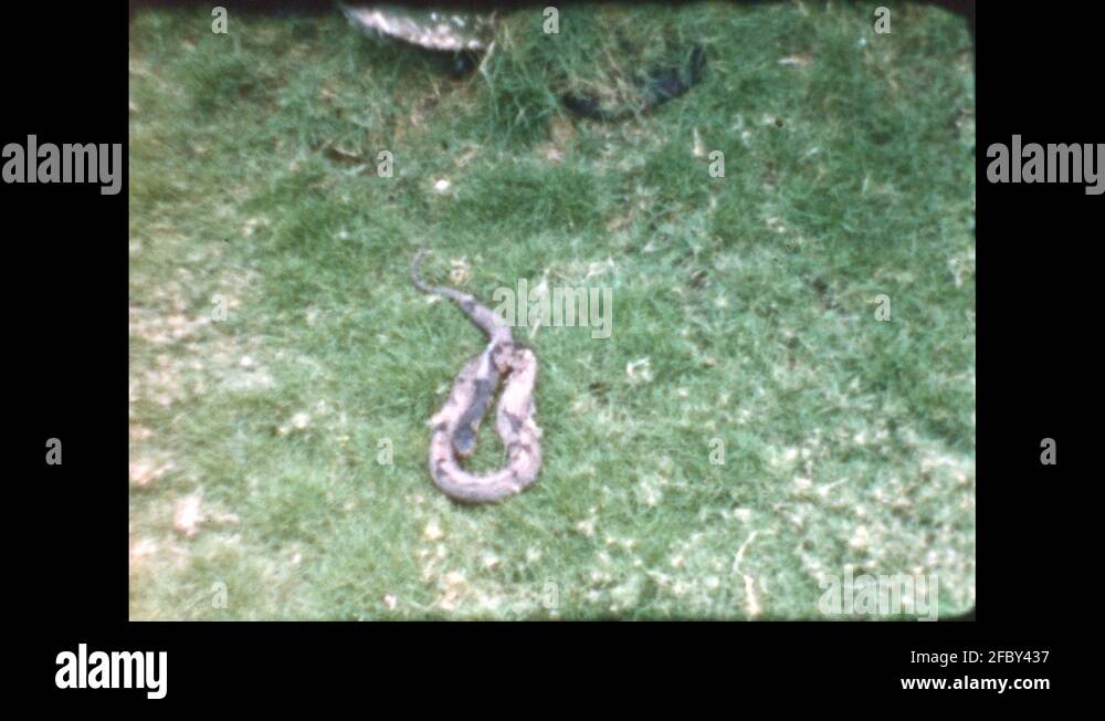 Snakes in the home Stock Videos & Footage - HD and 4K Video Clips - Alamy