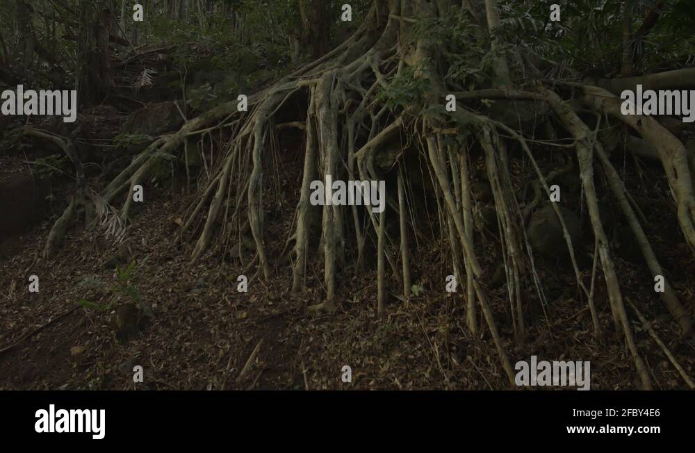 Dark and creepy exposed tree roots, dolly towards and tilt up Stock ...