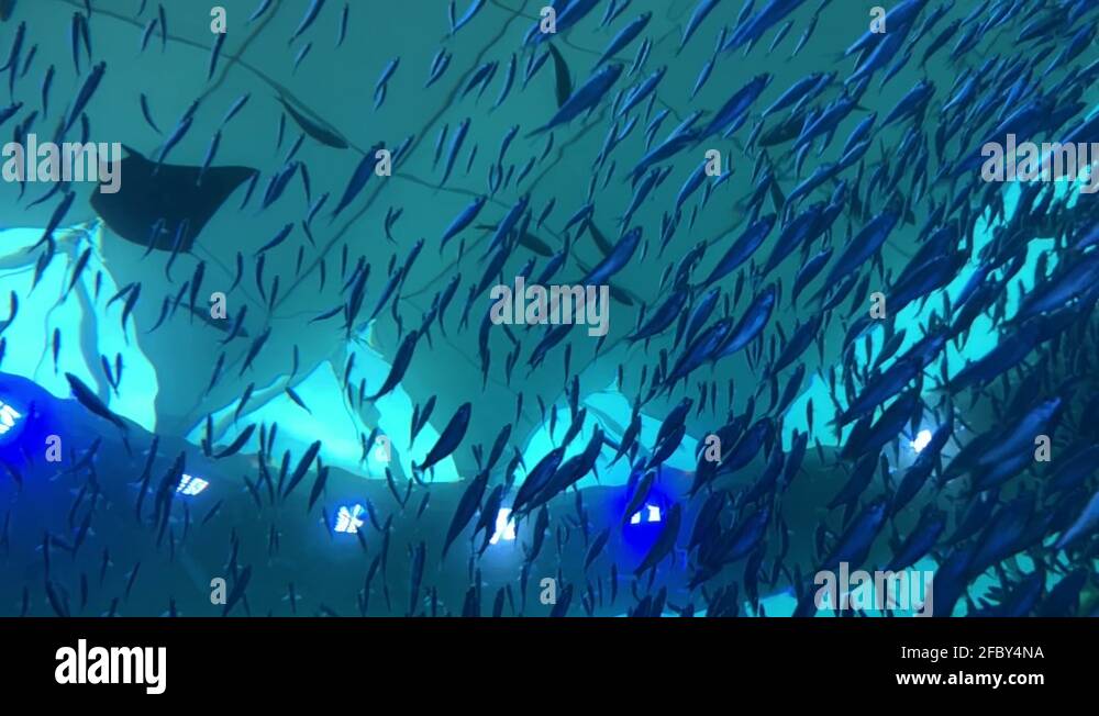FIsh swimming in an aquarium with a manta ray Stock Video Footage - Alamy