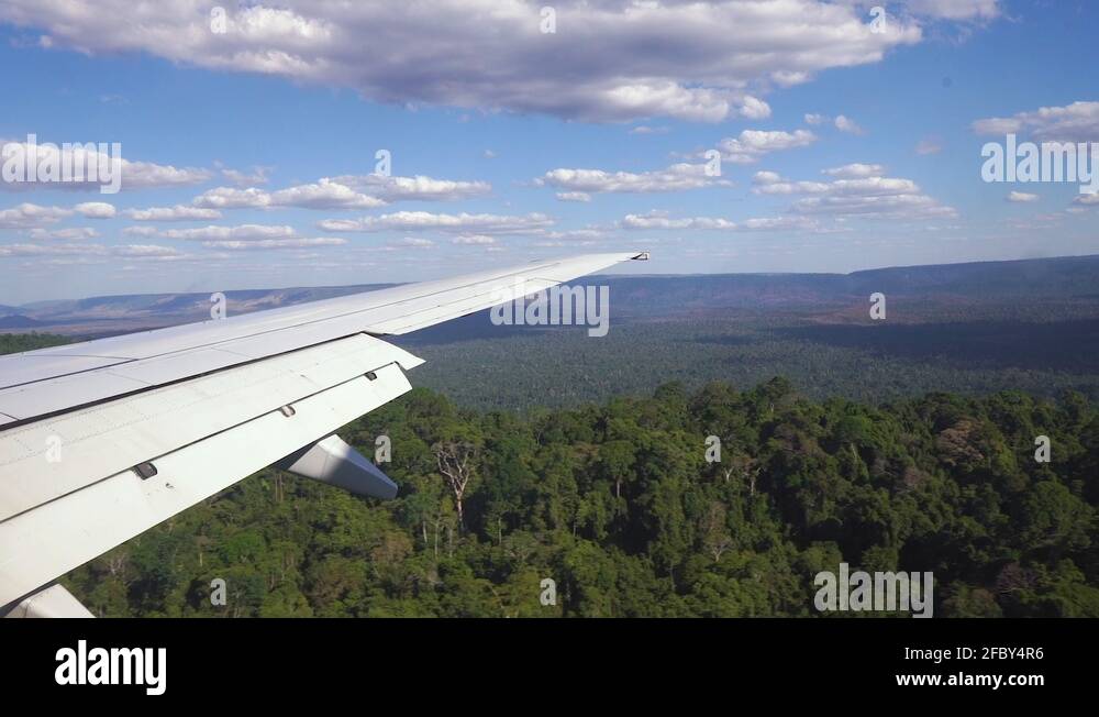 Jungle window Stock Videos & Footage - HD and 4K Video Clips - Alamy