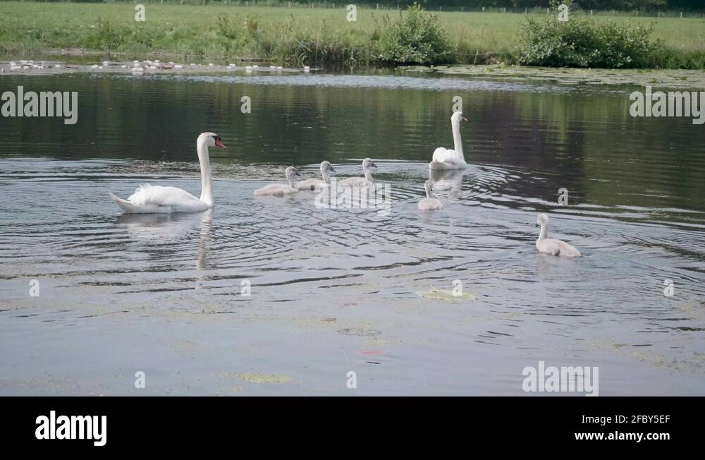 Formation of swan Stock Videos & Footage - HD and 4K Video Clips - Alamy