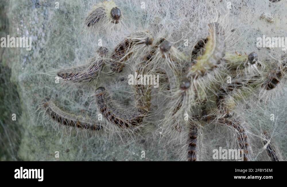 Oak moth Stock Videos & Footage - HD and 4K Video Clips - Alamy