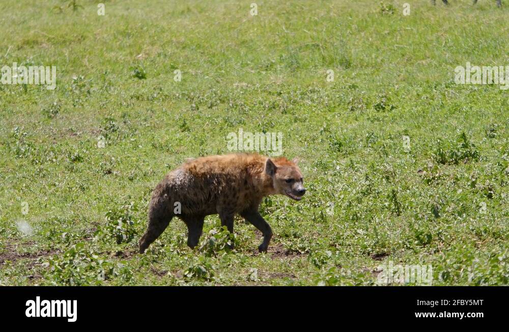 Spotted hyena teeth Stock Videos & Footage - HD and 4K Video Clips - Alamy