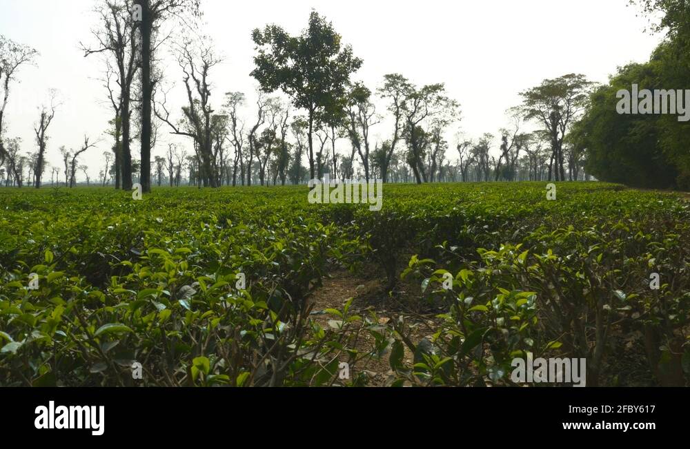 Bangladesh tea field Stock Videos & Footage - HD and 4K Video Clips - Alamy