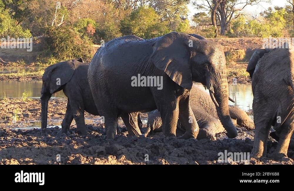 Wallow mud Stock Videos & Footage - HD and 4K Video Clips - Alamy