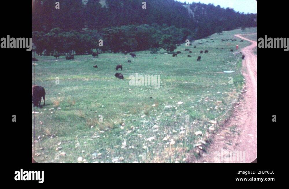 Bison track Stock Videos & Footage - HD and 4K Video Clips - Alamy