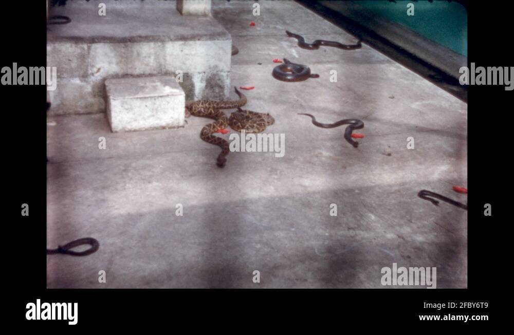 Concrete snake Stock Videos & Footage - HD and 4K Video Clips - Alamy