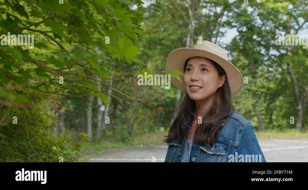 Chinese maple tree Stock Videos & Footage - HD and 4K Video Clips - Alamy