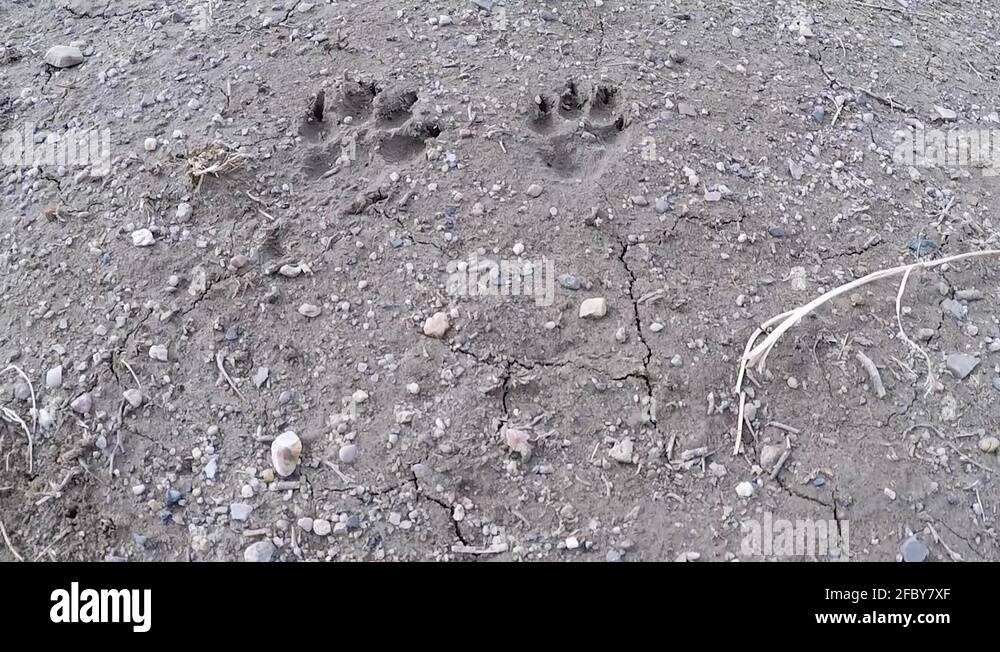 Dog tracks mud Stock Videos & Footage - HD and 4K Video Clips - Alamy