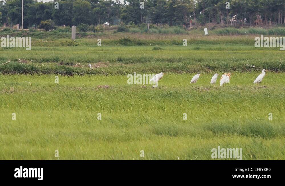 Startled birds Stock Videos & Footage - HD and 4K Video Clips - Alamy
