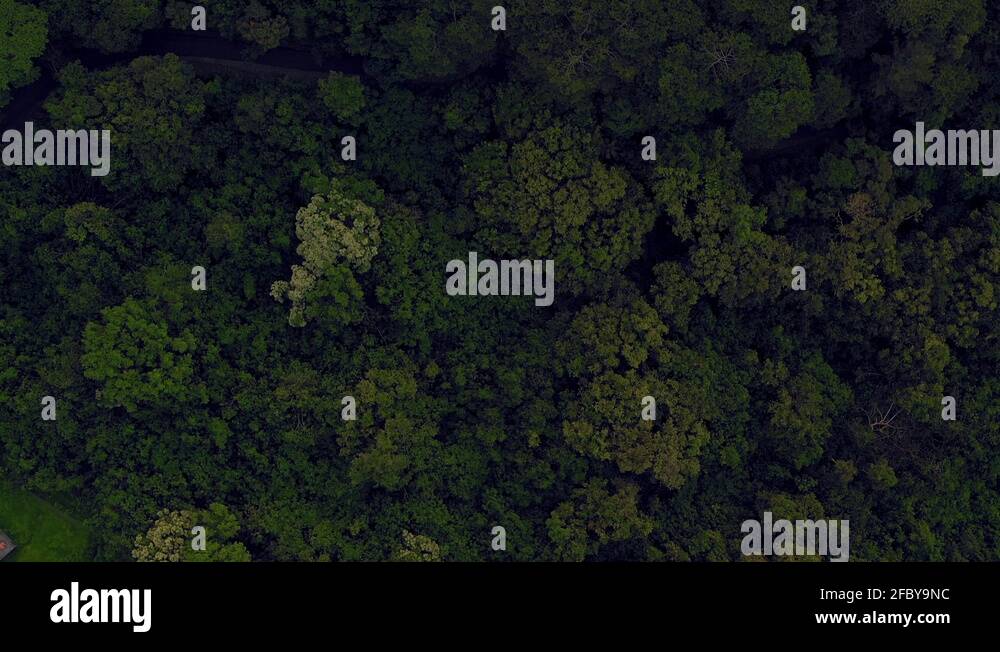 Cluster trees Stock Videos & Footage - HD and 4K Video Clips - Alamy