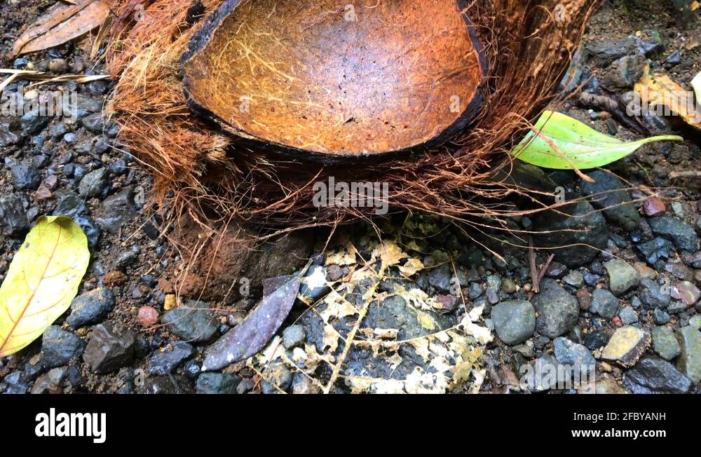 Broken coconut Stock Videos & Footage - HD and 4K Video Clips - Alamy