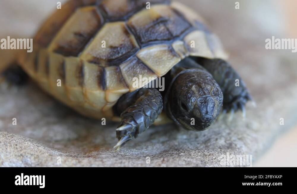 Sweet baby Greek Turtle, Testudo graeca ibera Stock Video Footage - Alamy