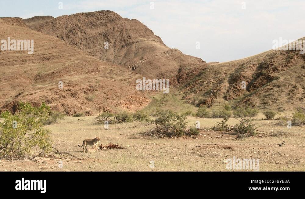 Desert lion Stock Videos & Footage - HD and 4K Video Clips - Alamy