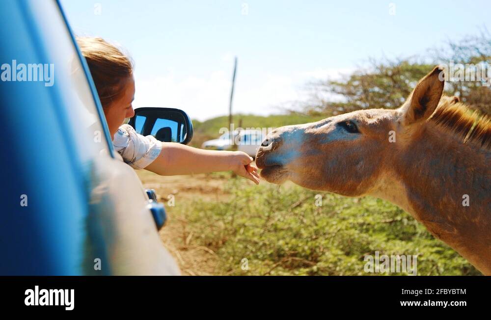 Donkey carrot Stock Videos & Footage - HD and 4K Video Clips - Alamy