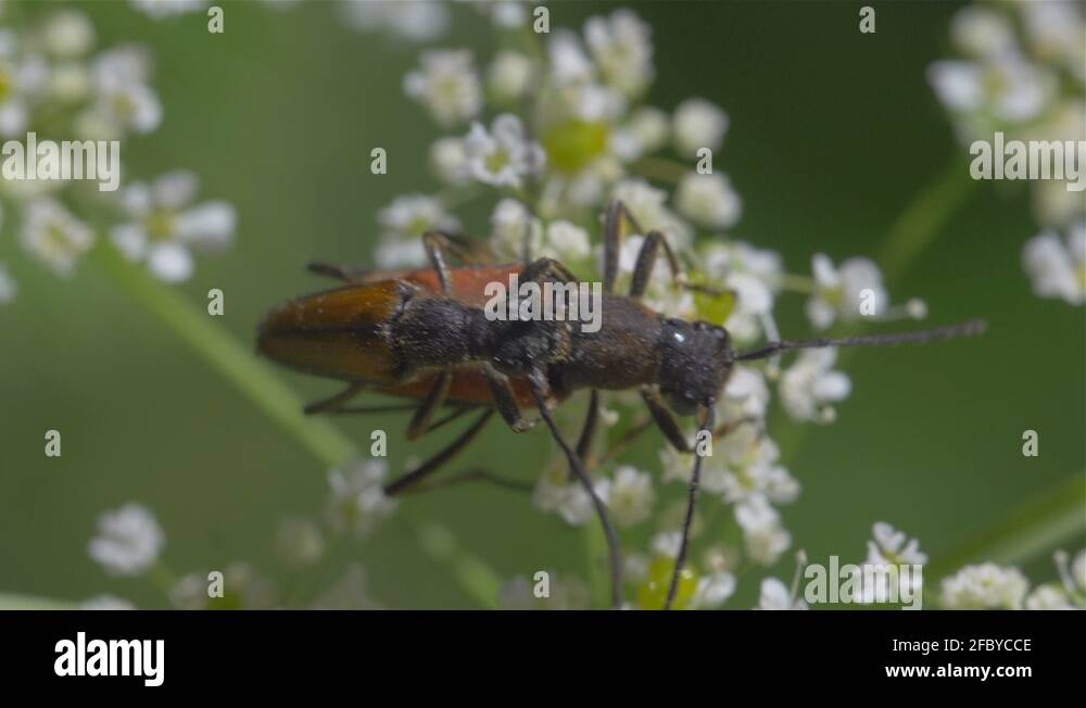 Breeding seasonal Stock Videos & Footage - HD and 4K Video Clips - Alamy